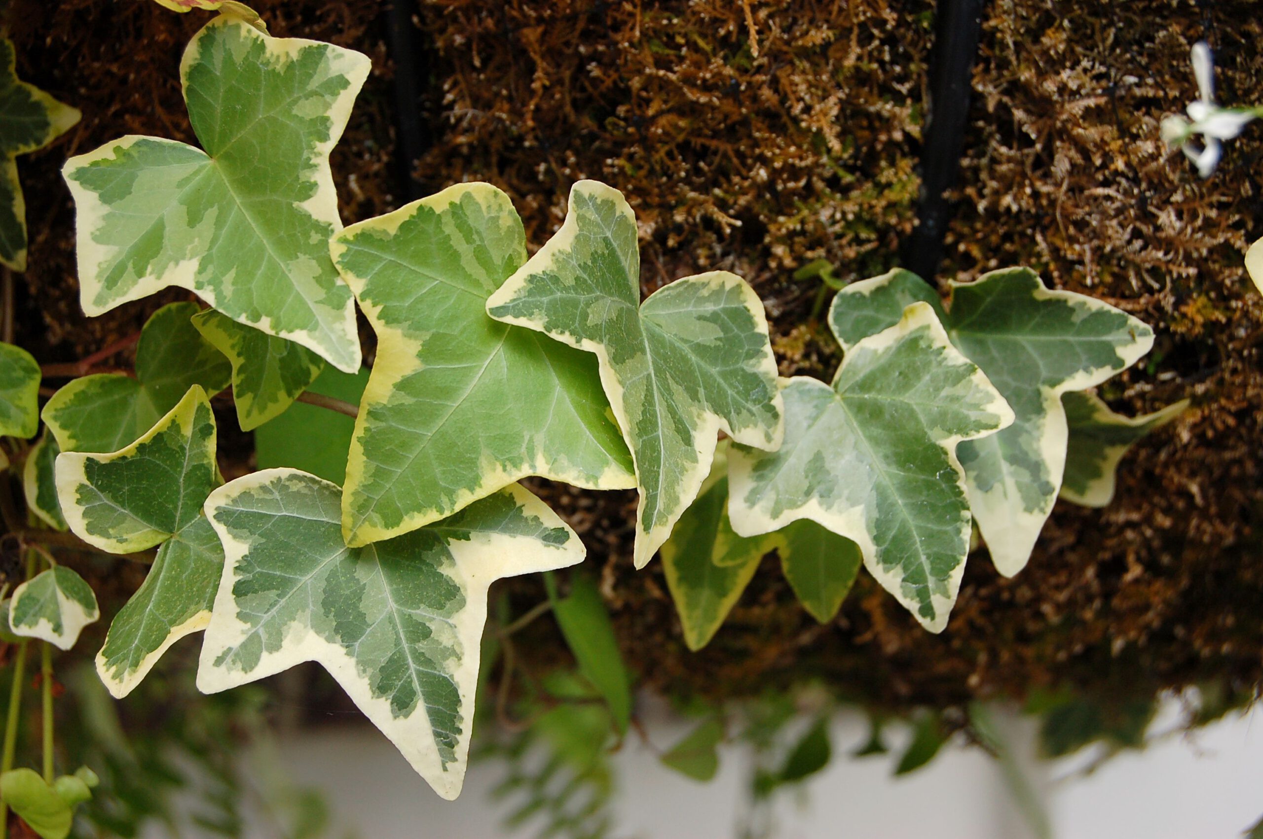 Bestel Hedera helix (Kleinbladige klimop) voordelig bij Plantenweelde